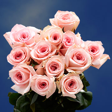 Pink Roses for Sale | GlobalRose