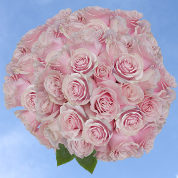 Pink Mondial Roses Flower Delivery | GlobalRose