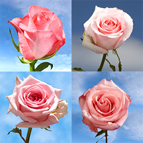 Pink Roses Bulk Flowers Special | GlobalRose