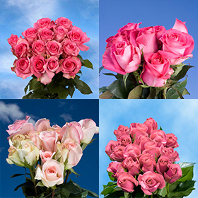 Pink Roses Bulk Flowers Special | GlobalRose