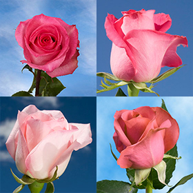 Pink Roses Bulk Flowers Special | GlobalRose