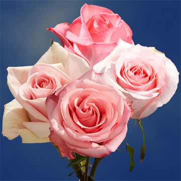 Solid Pink Color Roses | GlobalRose