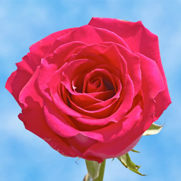 Pink Valentine's Day Roses | GlobalRose