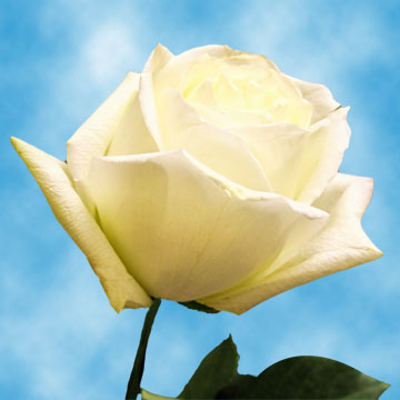 Freshest Roses Every Month of the Year | GlobalRose