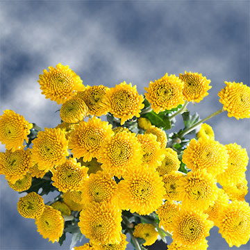 Premium Assorted Yellow Chrysanthemum Button Flowers | GlobalRose