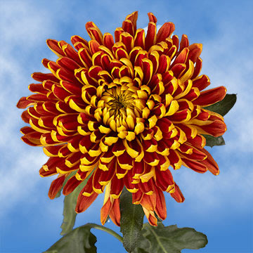 Premium Bronze Chrysanthemum Disbud Flowers | GlobalRose