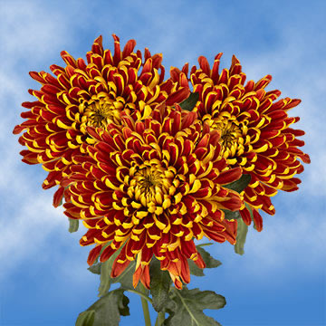 Premium Bronze Chrysanthemum Disbud Flowers | GlobalRose