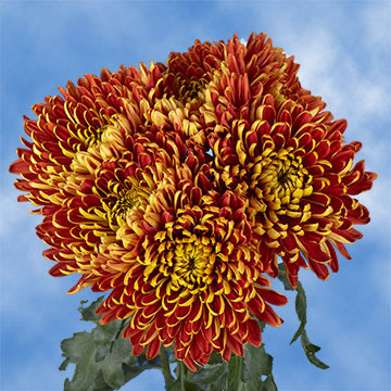 Premium Bronze Chrysanthemum Disbud Flowers | GlobalRose