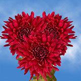 Send Burgundy Chrysanthemum Disbud Flowers | Global Rose