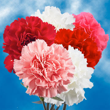 Premium Color Carnations | GlobalRose