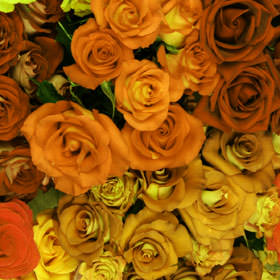 Premium Fall Colored Roses | GlobalRose
