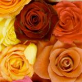 Vibrant Fall Color Roses | GlobalRose