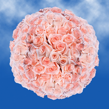 Premium Peachy Pink Roses | GlobalRose