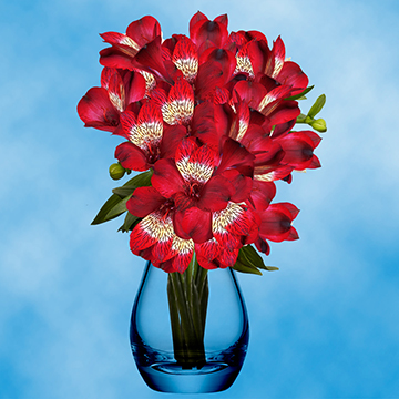 Premium Select Red Alstroemeria Flowers | GlobalRose
