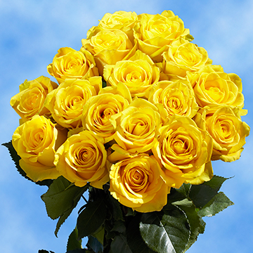 Pure Yellow Roses | GlobalRose