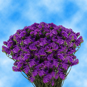 Statice Fillers | GlobalRose