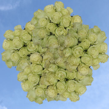 Real Lemon Green Limonada Roses For Sale | GlobalRose