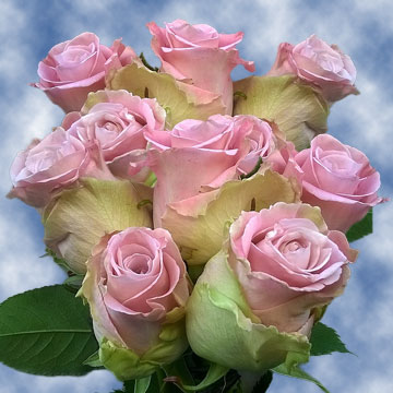Real Light Pink Roses | GlobalRose
