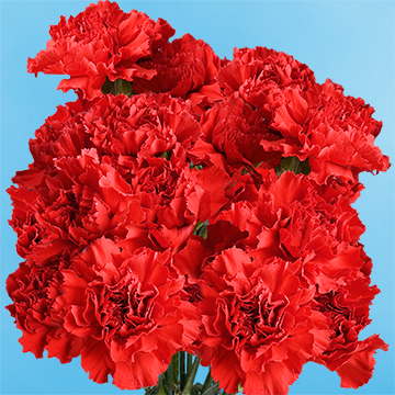 Buy Red Carnations | Global Rose