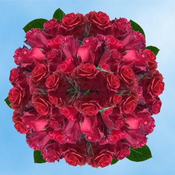 Real Red Roses | Global Rose