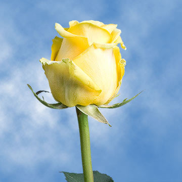 Valentines Day Bouquets | GlobalRose