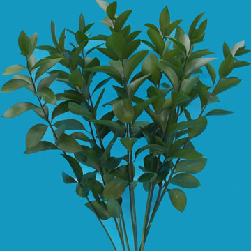 Ruscus Green Filler Flowers | GlobalRose