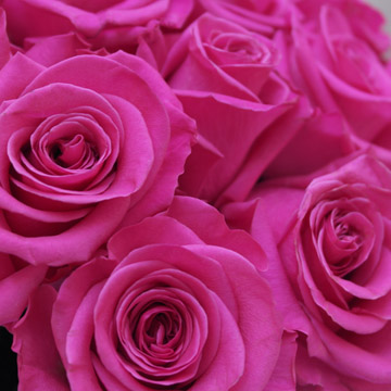 Sale Hot Pink Roses Natural Flowers Online | GlobalRose
