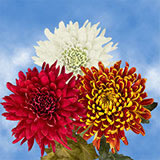 Premium Assorted Chrysanthemums Daisies Flowers | GlobalRose