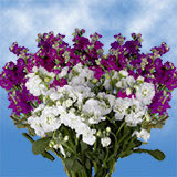Beautiful Assorted Stock Spray Flowers | GlobalRose