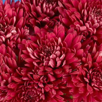 Send Burgundy Chrysanthemum Disbud Flowers | GlobalRose
