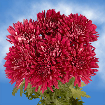 Send Burgundy Chrysanthemum Disbud Flowers | GlobalRose