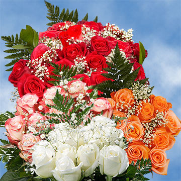 Send Dozens of Red and Assorted Colors of Roses | GlobalRose