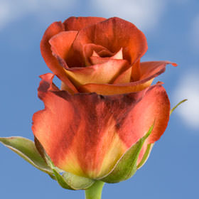 Send Leonidas Roses | GlobalRose