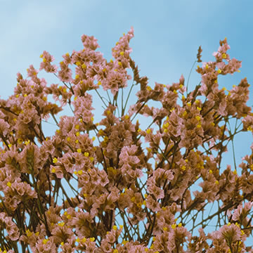 Send Peach Limonium Flowers | GlobalRose