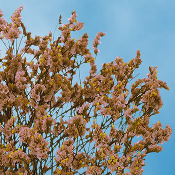 Send Peach Limonium Flowers | GlobalRose