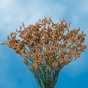 Send Peach Limonium Flowers | GlobalRose