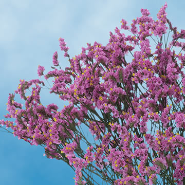 Send Purple Limonium Flowers | GlobalRose