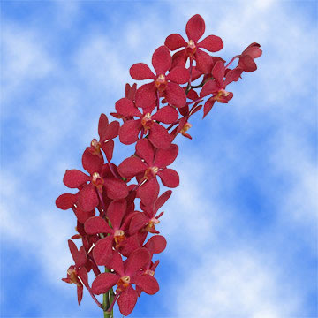 Send Red Orchids Fresh Flowers For Sale | GlobalRose
