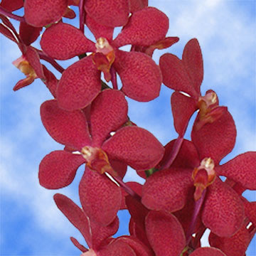 Send Red Orchids Fresh Flowers For Sale | GlobalRose