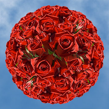 Send Red Roses Flowers | GlobalRose