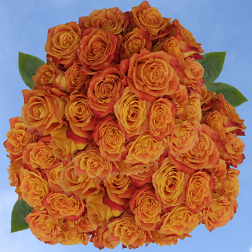 Silantoy Roses Yellow and Red Fresh Cut Flower Delivery | GlobalRose