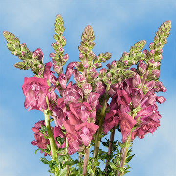 Snapdragon Flowers Choose Your Own Color | GlobalRose