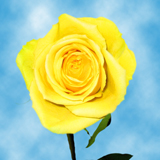 Yellow Rose Flowers | GlobalRose