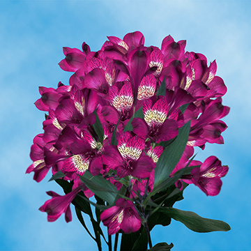 Super Beautiful Purple Alstroemeria | GlobalRose