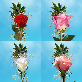 Valentine's Day Roses Greenery Individually Wrapped | GlobalRose