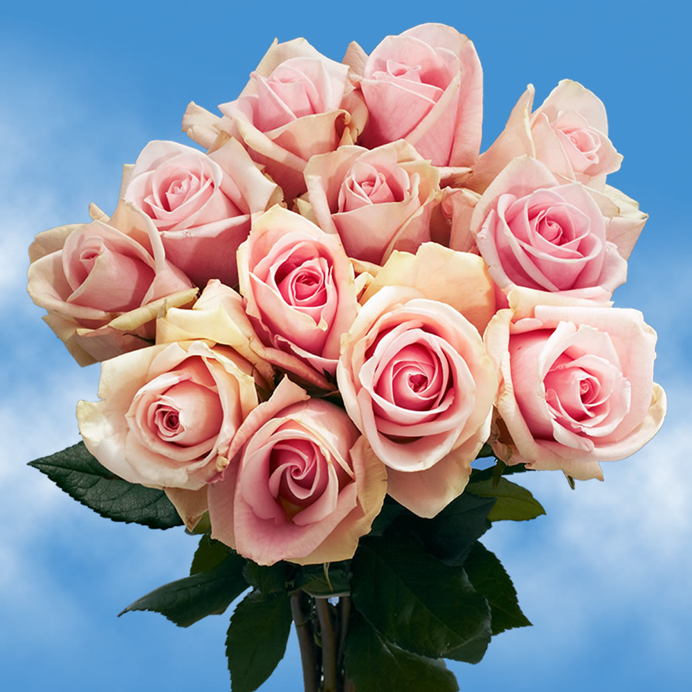 Valentines Pink Roses | GlobalRose