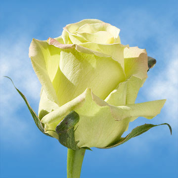 Valentine's Roses Gift | GlobalRose