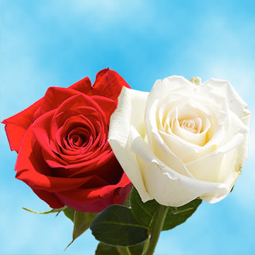 Vibrant Dozens of Red and White Roses | GlobalRose
