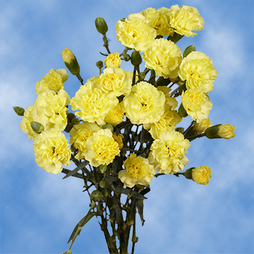 Vibrant Yellow Spray Carnations | GlobalRose