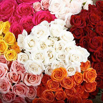 Wedding Roses Sale Fresh Flowers for Arrangements | GlobalRose